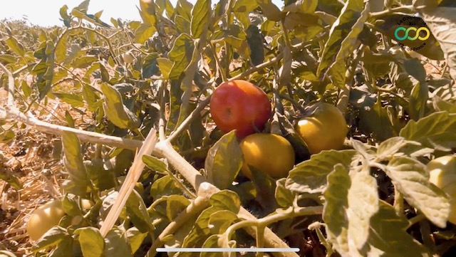 Tomates de plein champ Bio (EARL Champ Moulin 77) | La Coopérative Bio ...