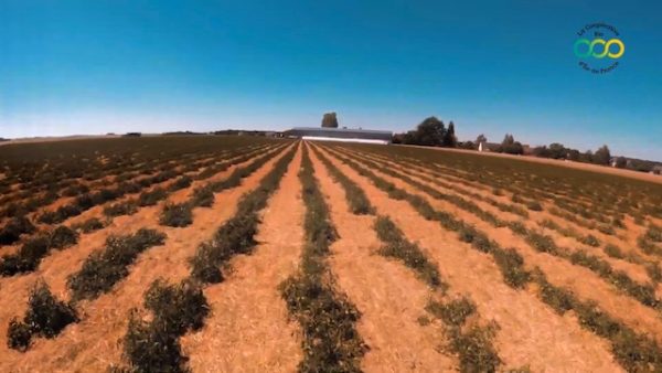 Tomates de plein champ Bio (EARL Champ Moulin 77) | La Coopérative Bio ...